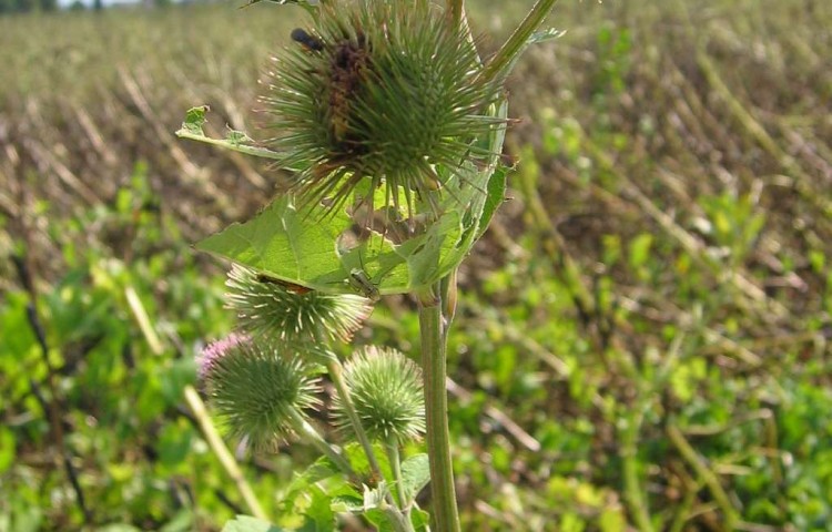 Klette - Heilkräuter-Infos
