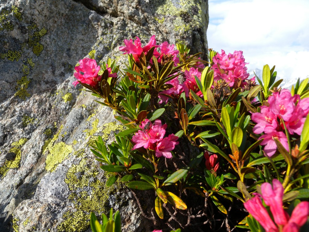 Alpenrose, Alpbalsam - Heilkräuter-Infos :Heilkräuter-Infos