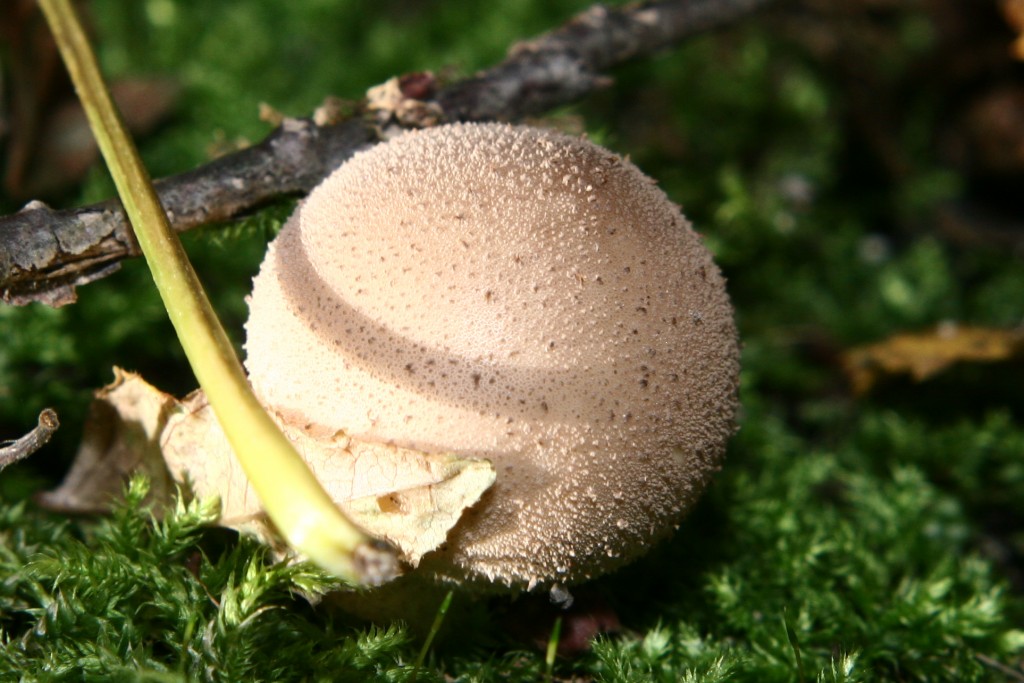 Bovist - Heilkräuter-Infos :Heilkräuter-Infos