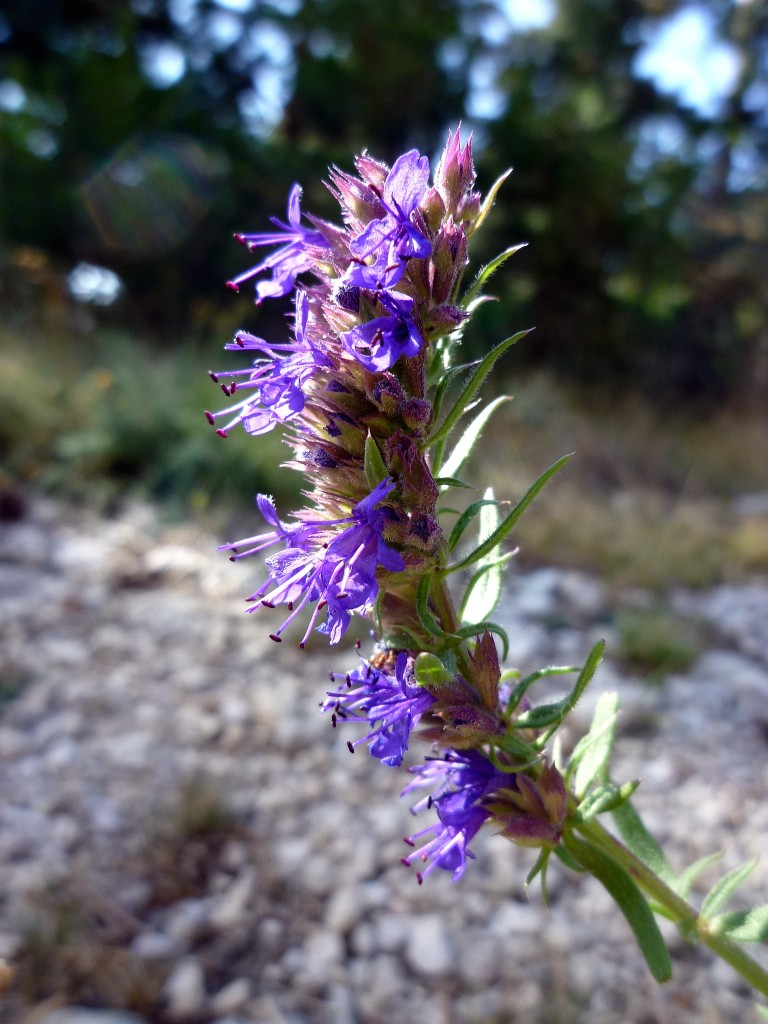 Ysop - Heilkräuter-Infos :Heilkräuter-Infos