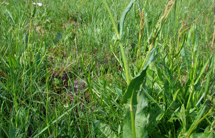 Sauerampfer - Heilkräuter-Infos